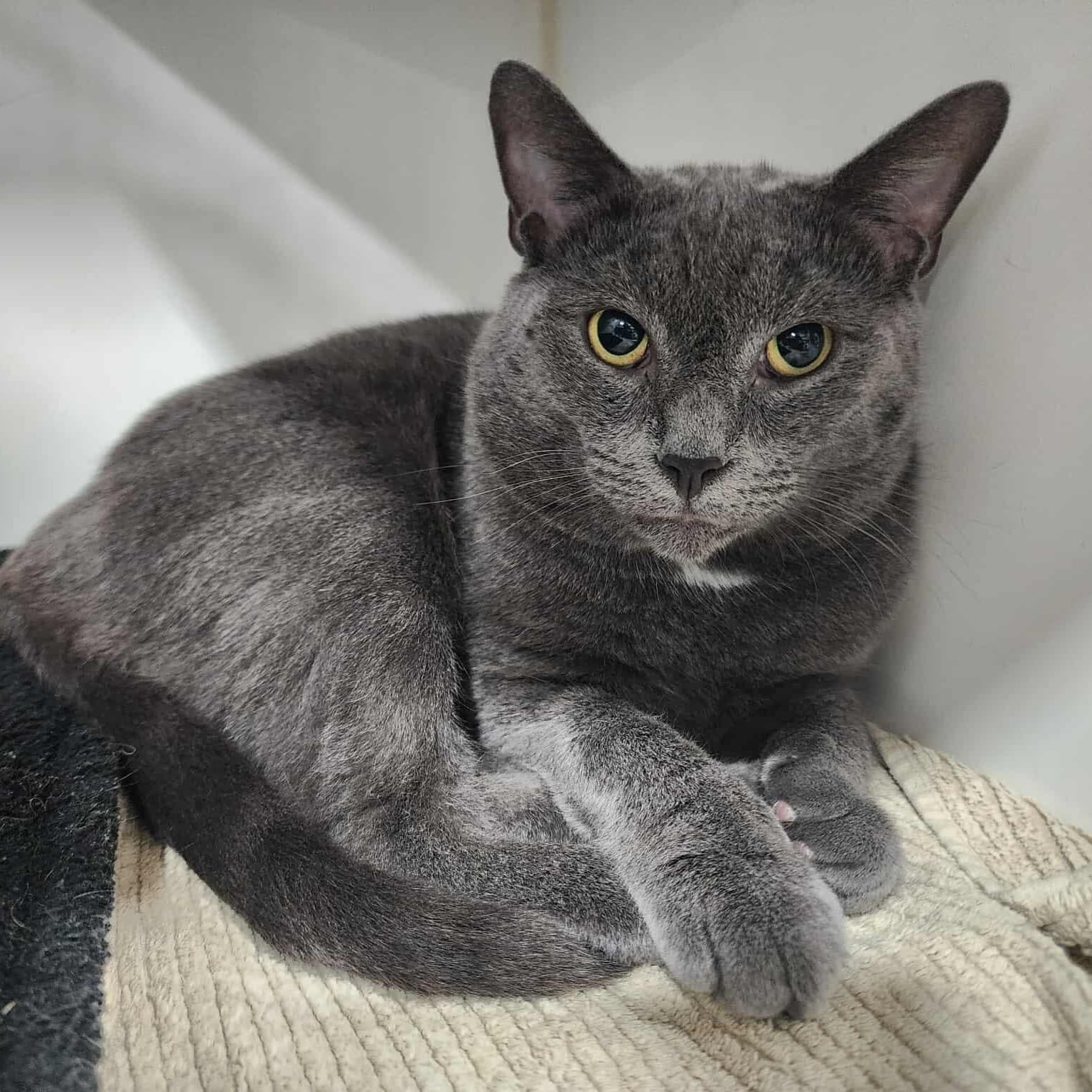 Adopt Terrance Today - Pets TheCountyOffice