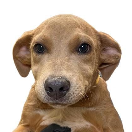 Adopt Regina Today - Pets TheCountyOffice