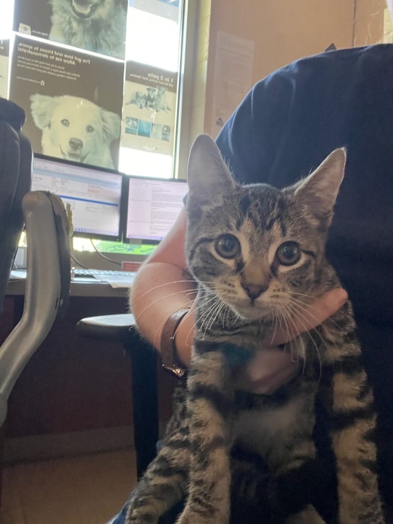 Adopt Cubby Today - Pets TheCountyOffice