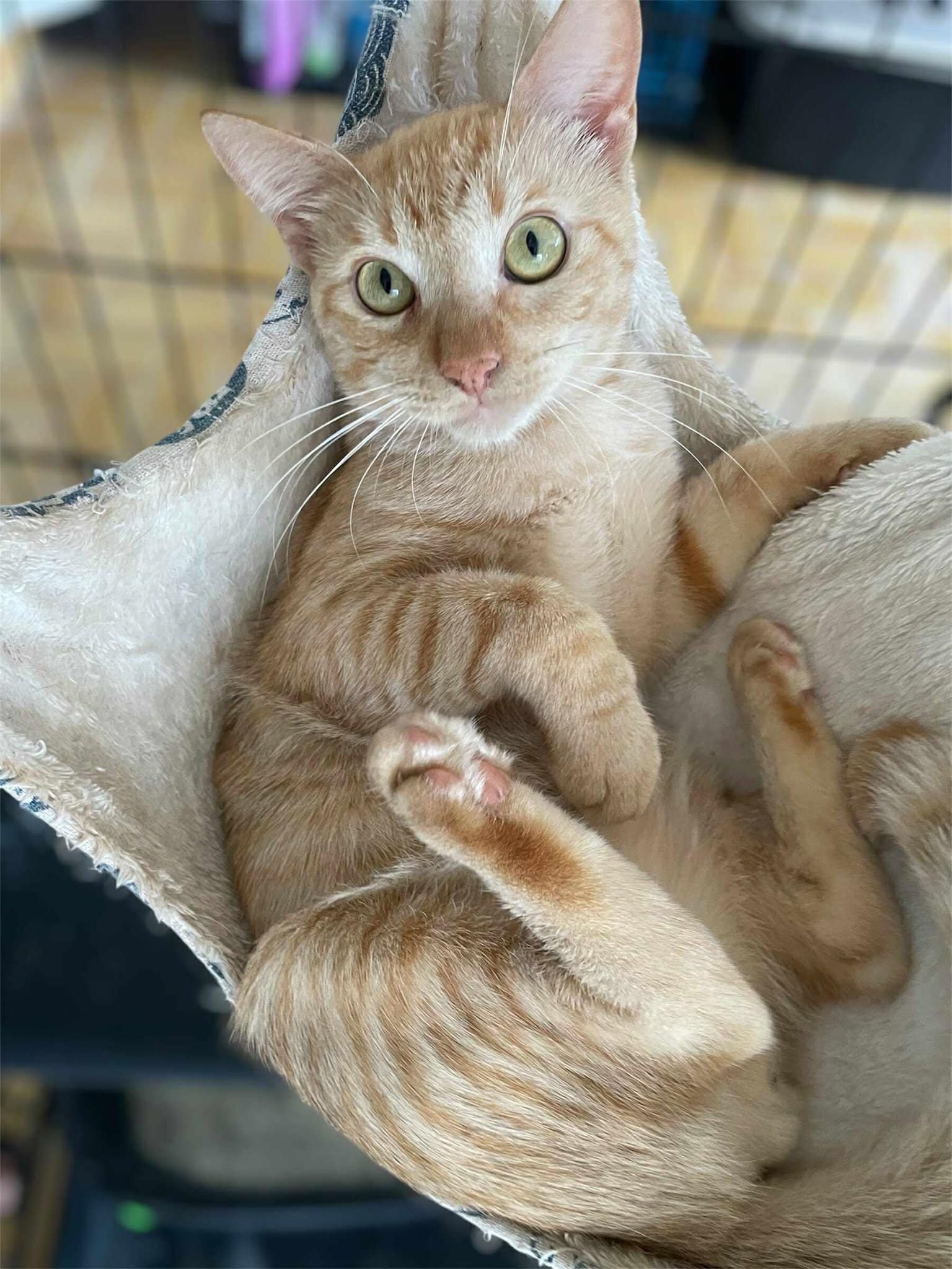 Animal Shelters Near Me - Find Paw Pal