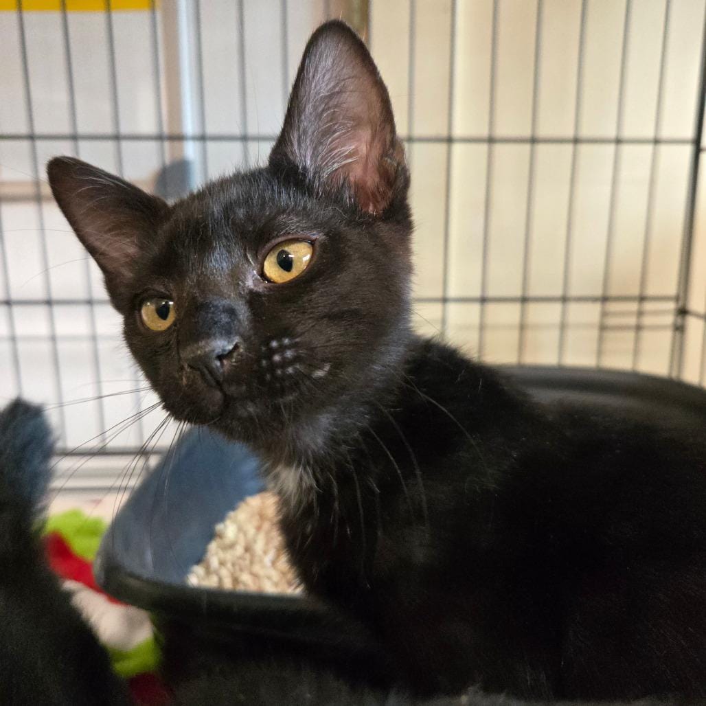 Animal Shelters Near Me - Find Paw Pal