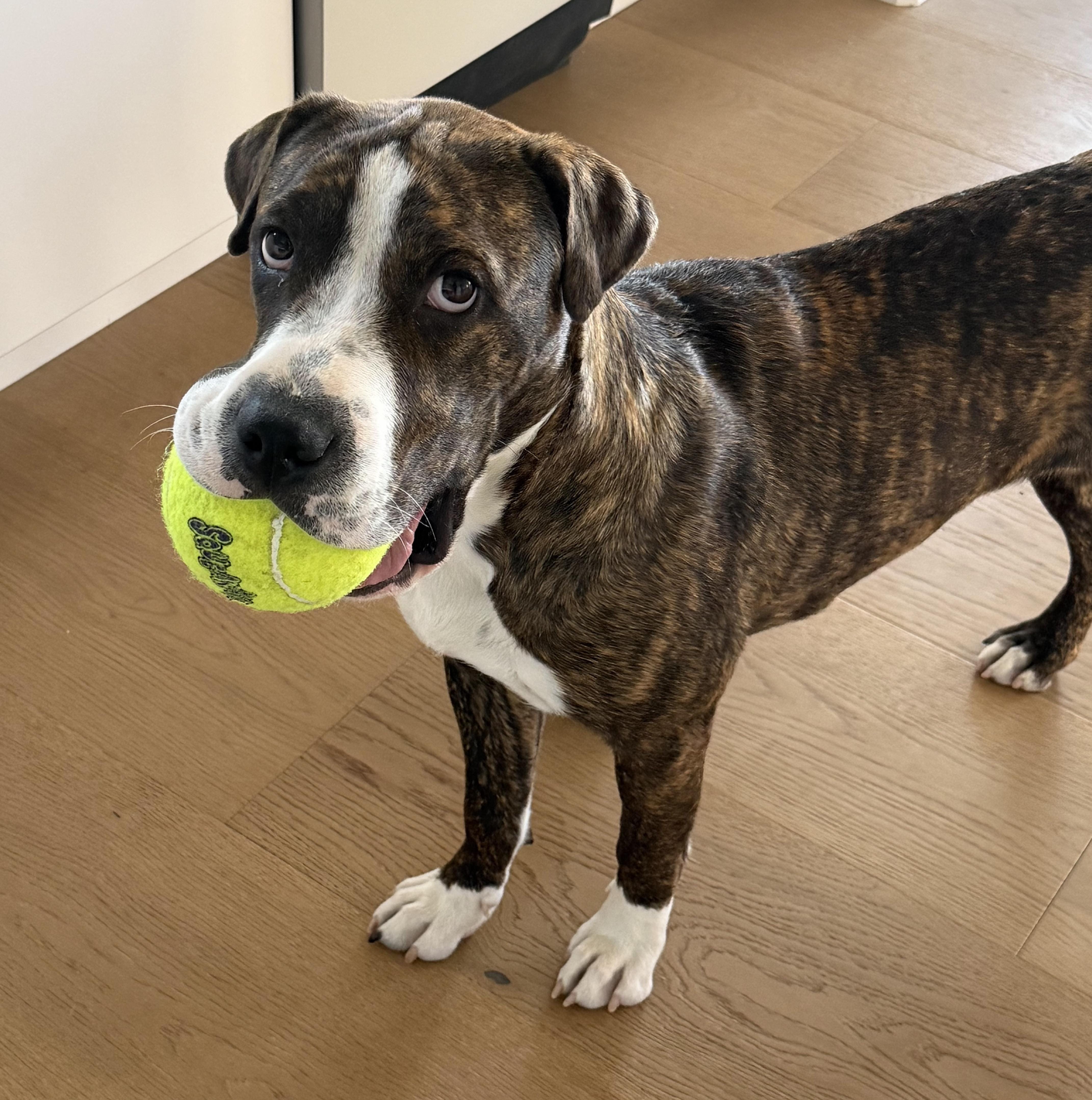 Adopt Chaga Today - Pets TheCountyOffice