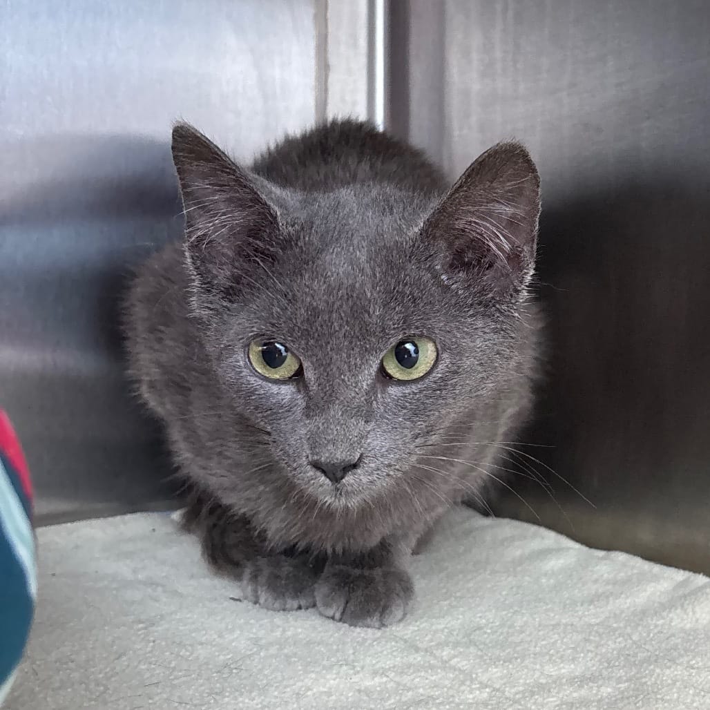 Adopt Mabel Today - Find Paw Pal