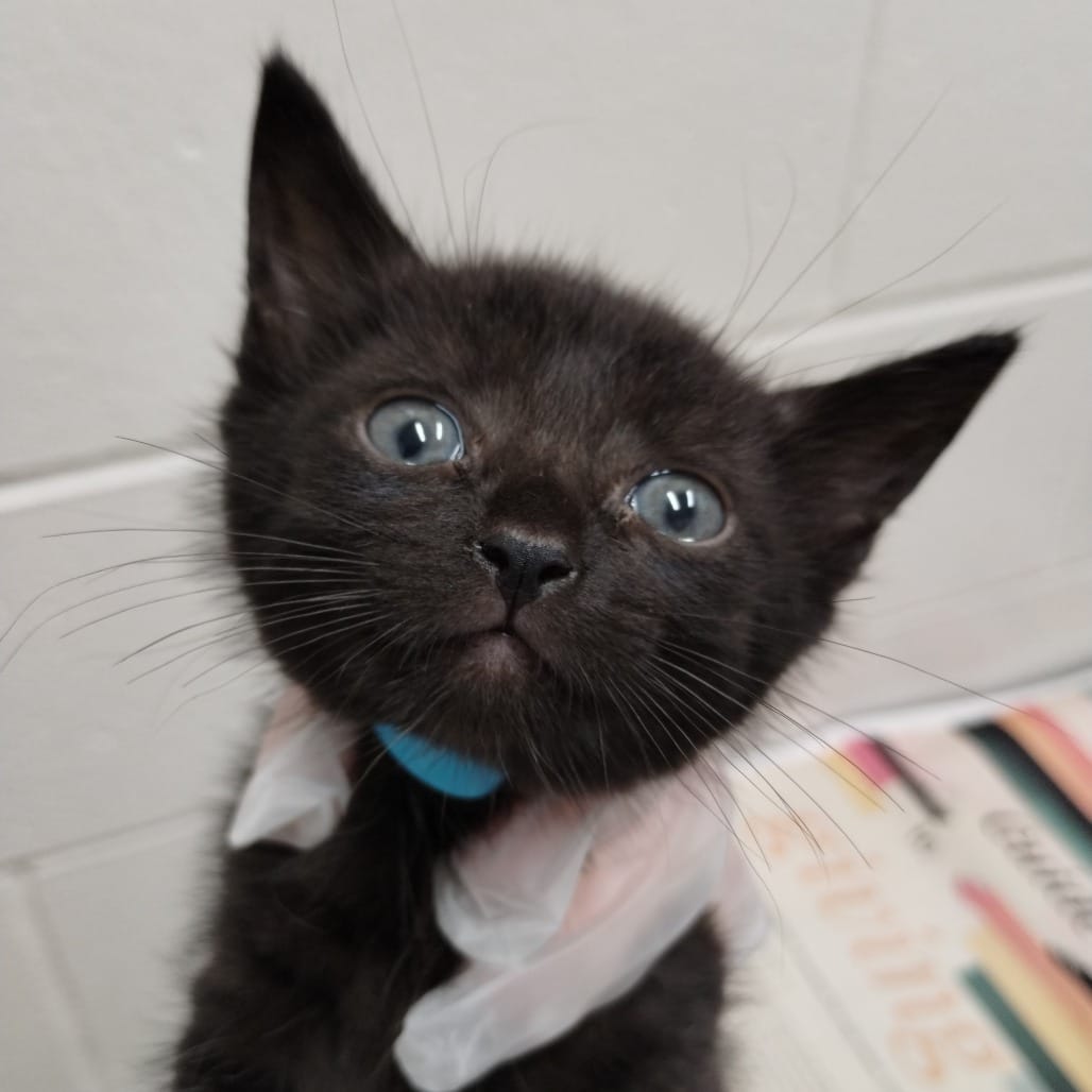 Adopt Mike Wazowski Today - Find Paw Pal