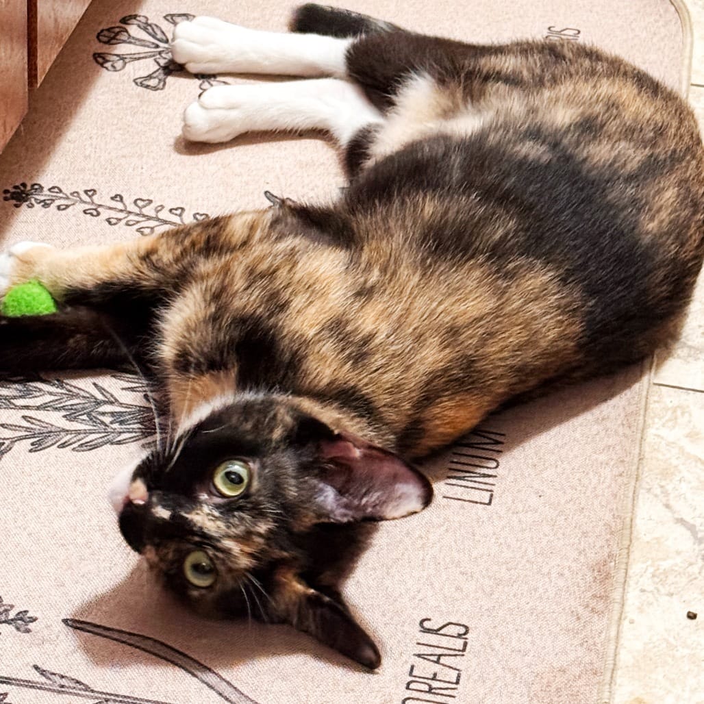 Adopt Allison Today - Find Paw Pal