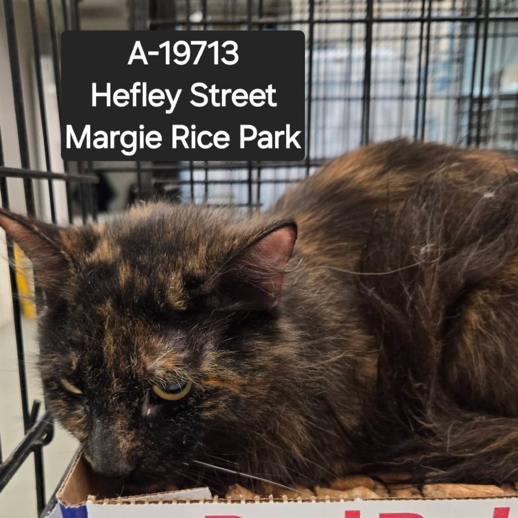 Adopt WAGS-Stray-19713 Today - Find Paw Pal