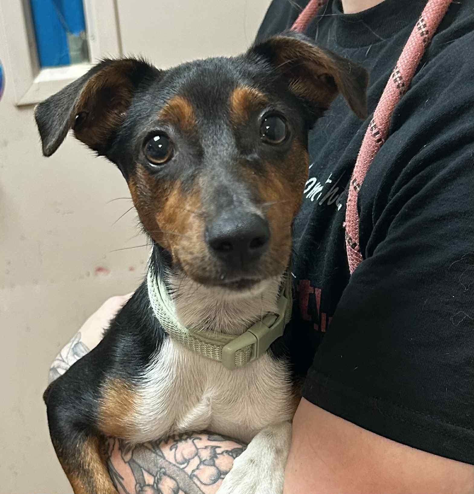 Adopt Marilyn Today - Pets TheCountyOffice