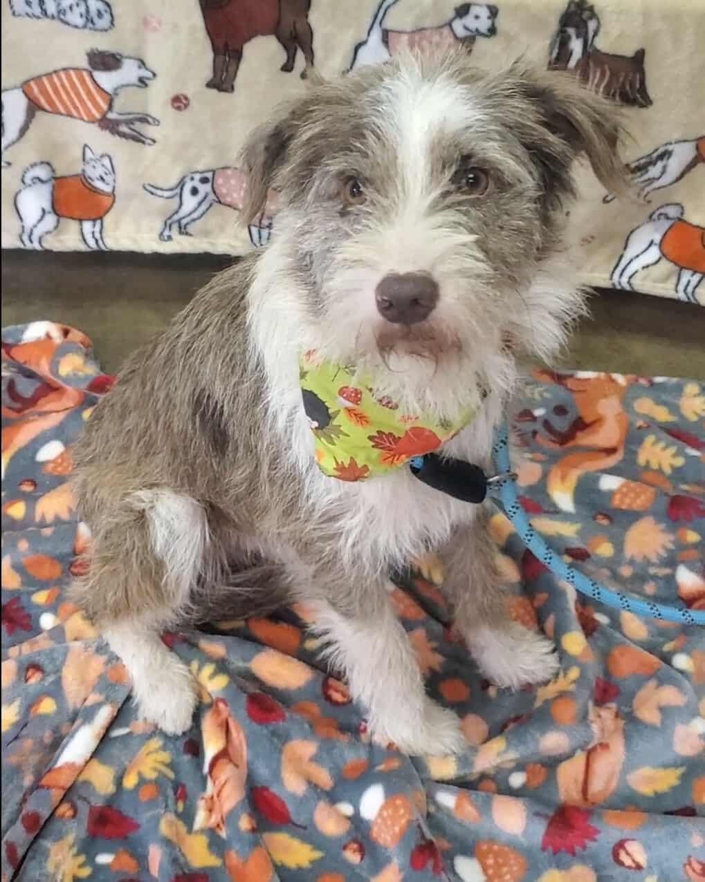 Adopt Jeff Today - Find Paw Pal