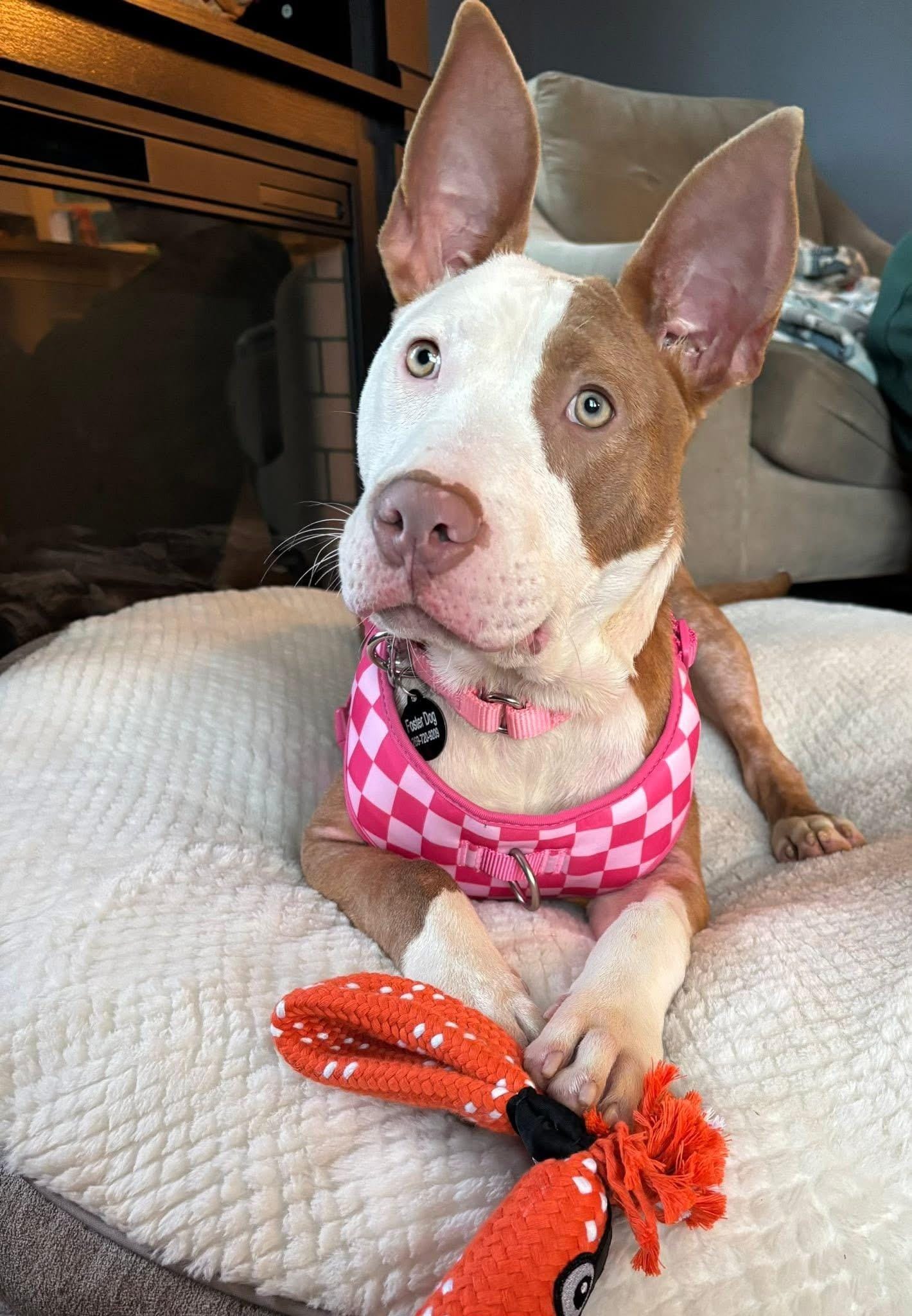 Adopt Kylie Today - Find Paw Pal