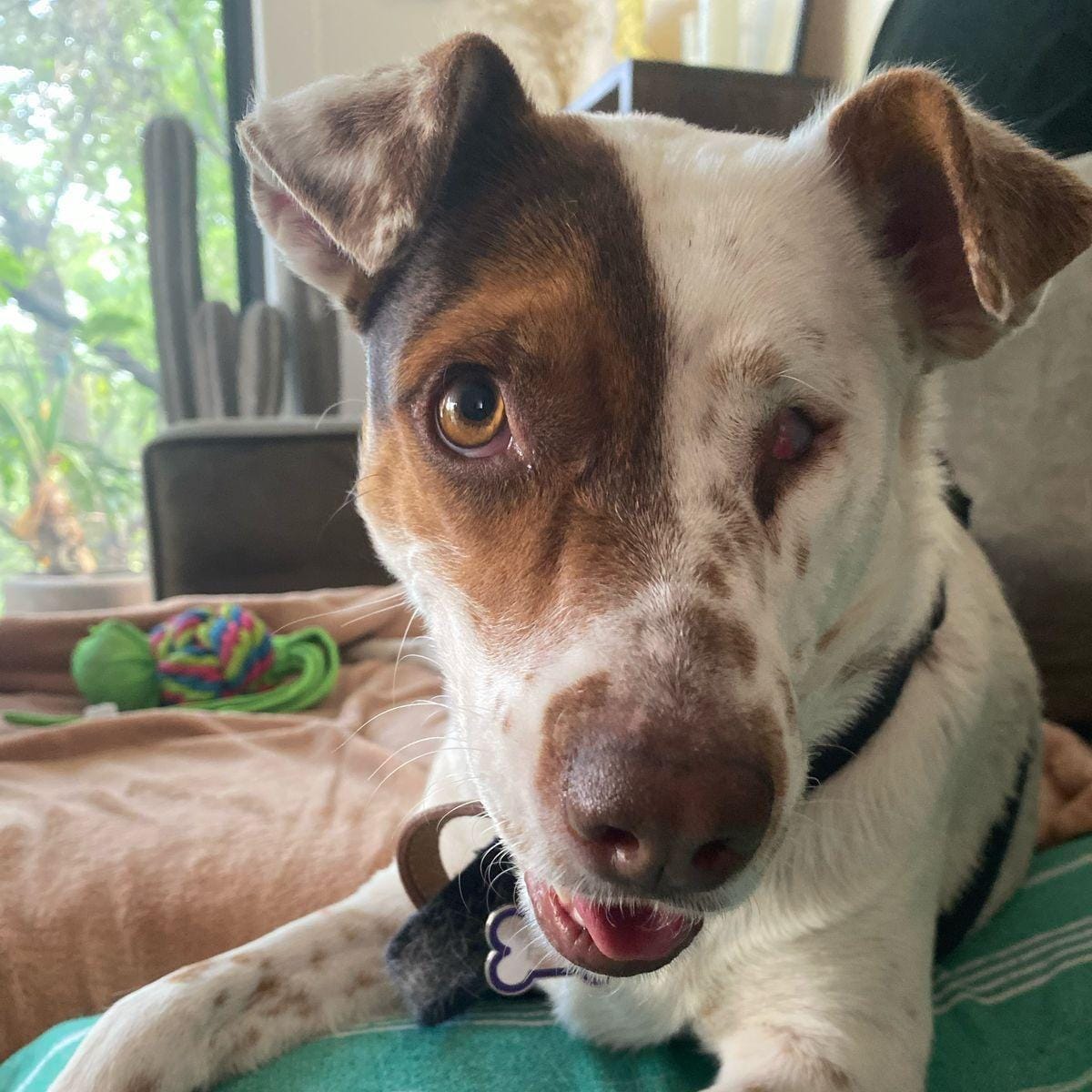 Adopt Mariana ~ local gal, from Mexico! Today - Find Paw Pal