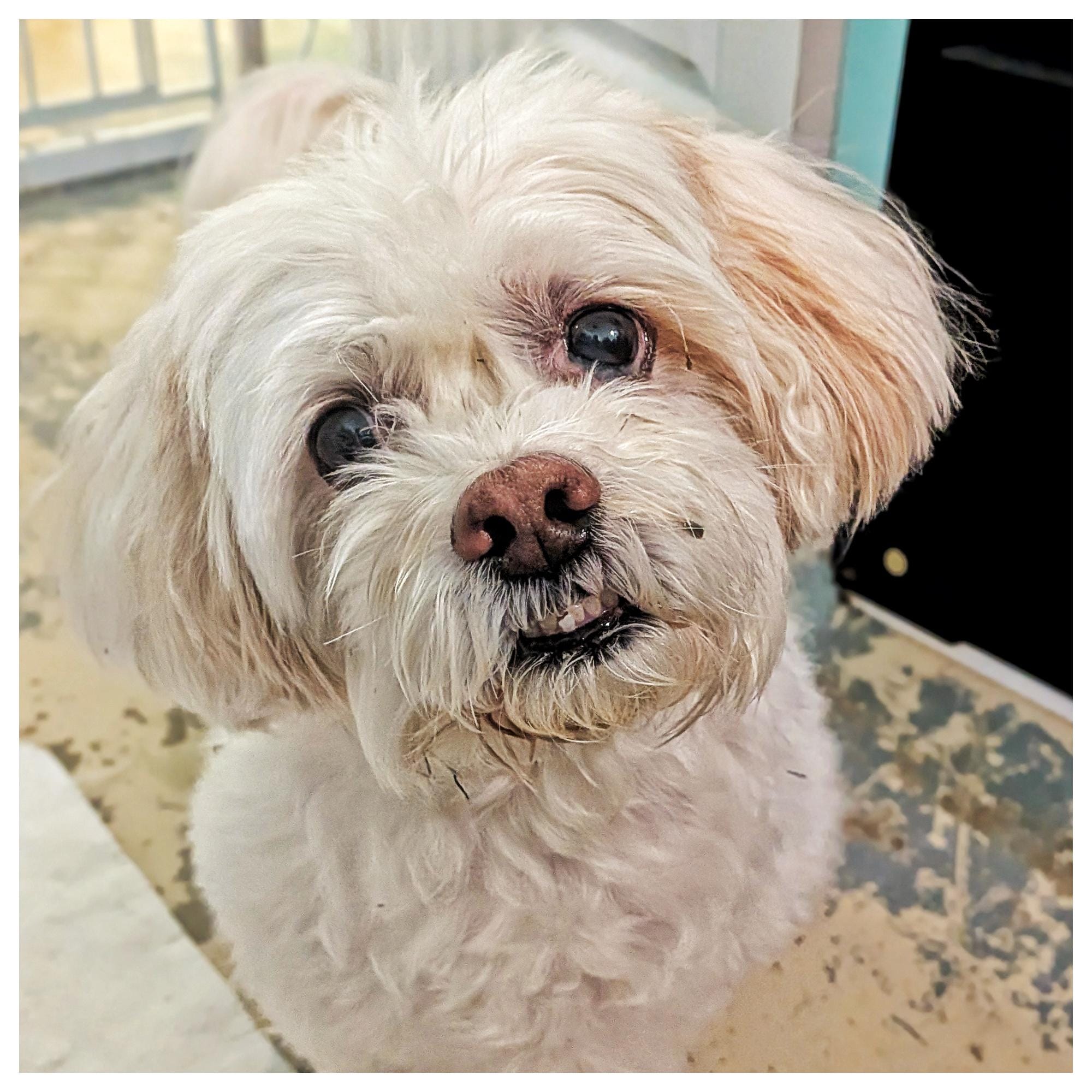 Adopt Sammy Today - Find Paw Pal