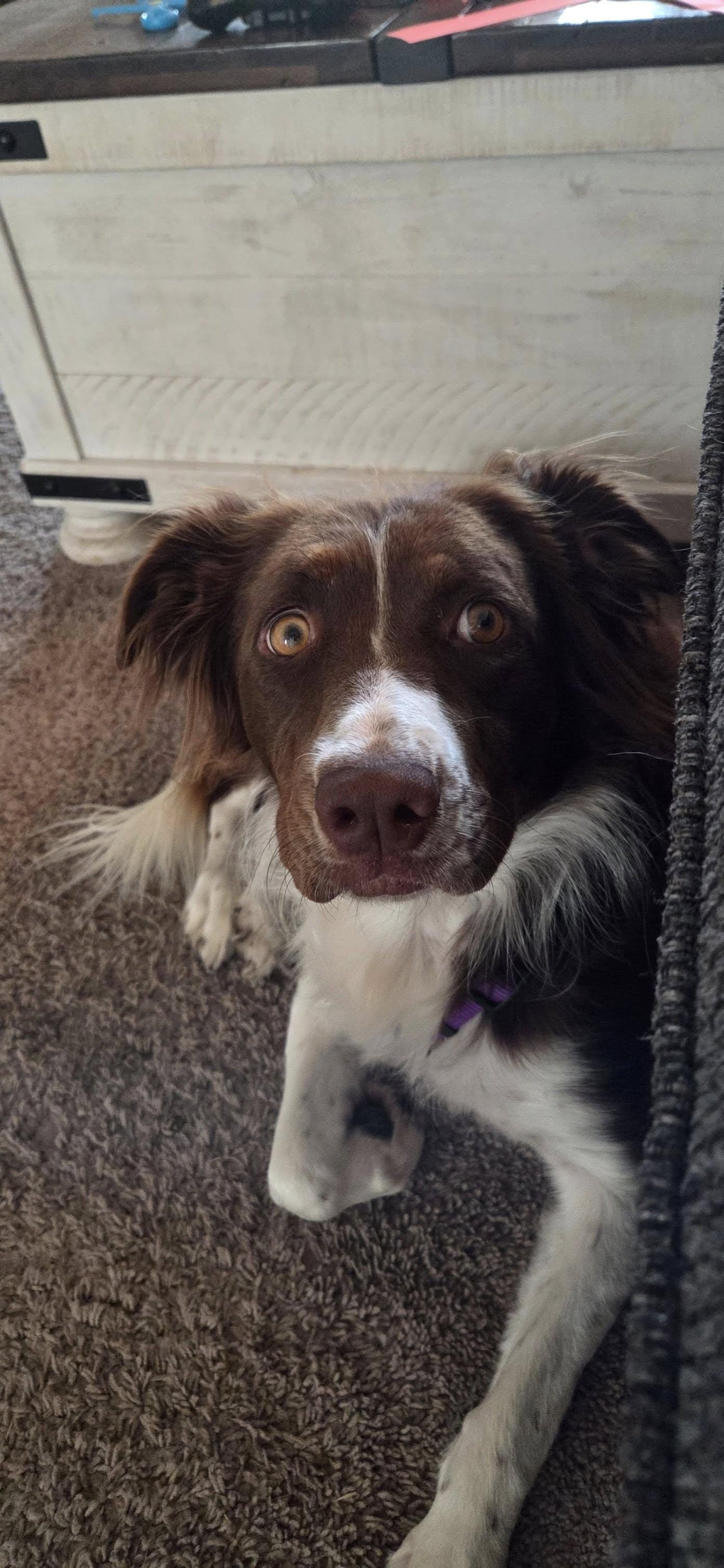 Adopt Piper **COURTESY POST** Today - Pets TheCountyOffice