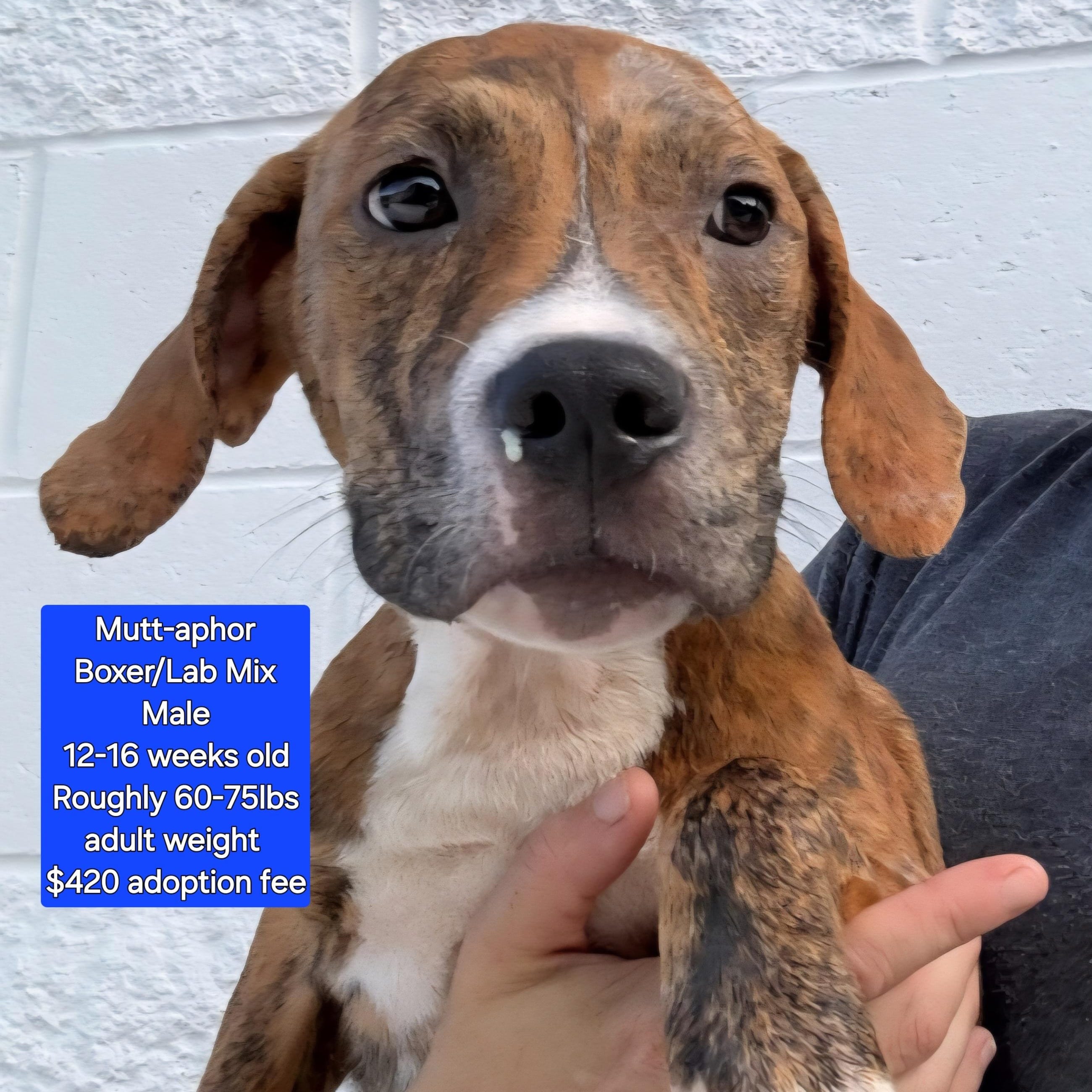 Adopt Mutt-aphor Today - Pets TheCountyOffice