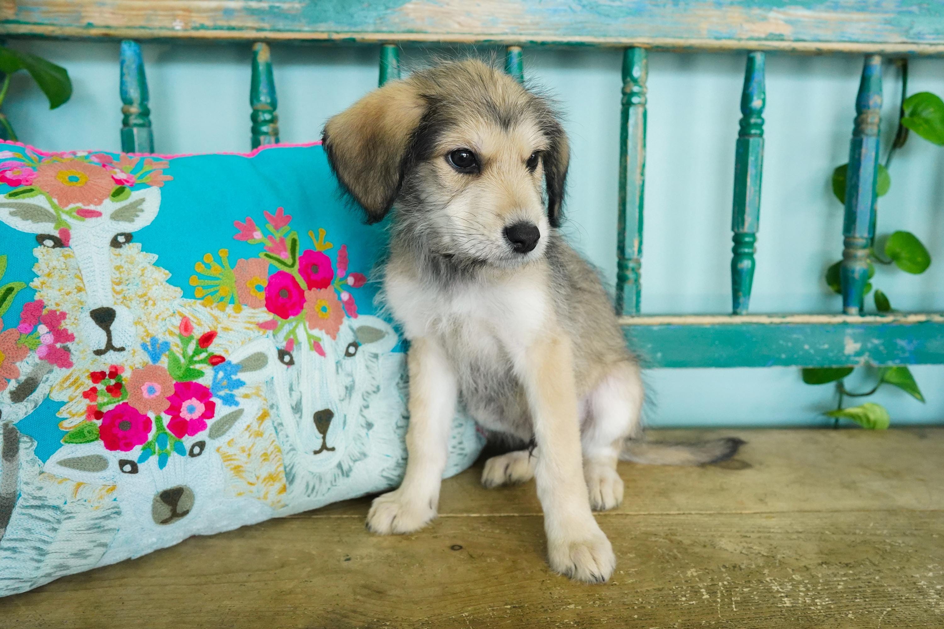 Adopt Mojo Today - Find Paw Pal