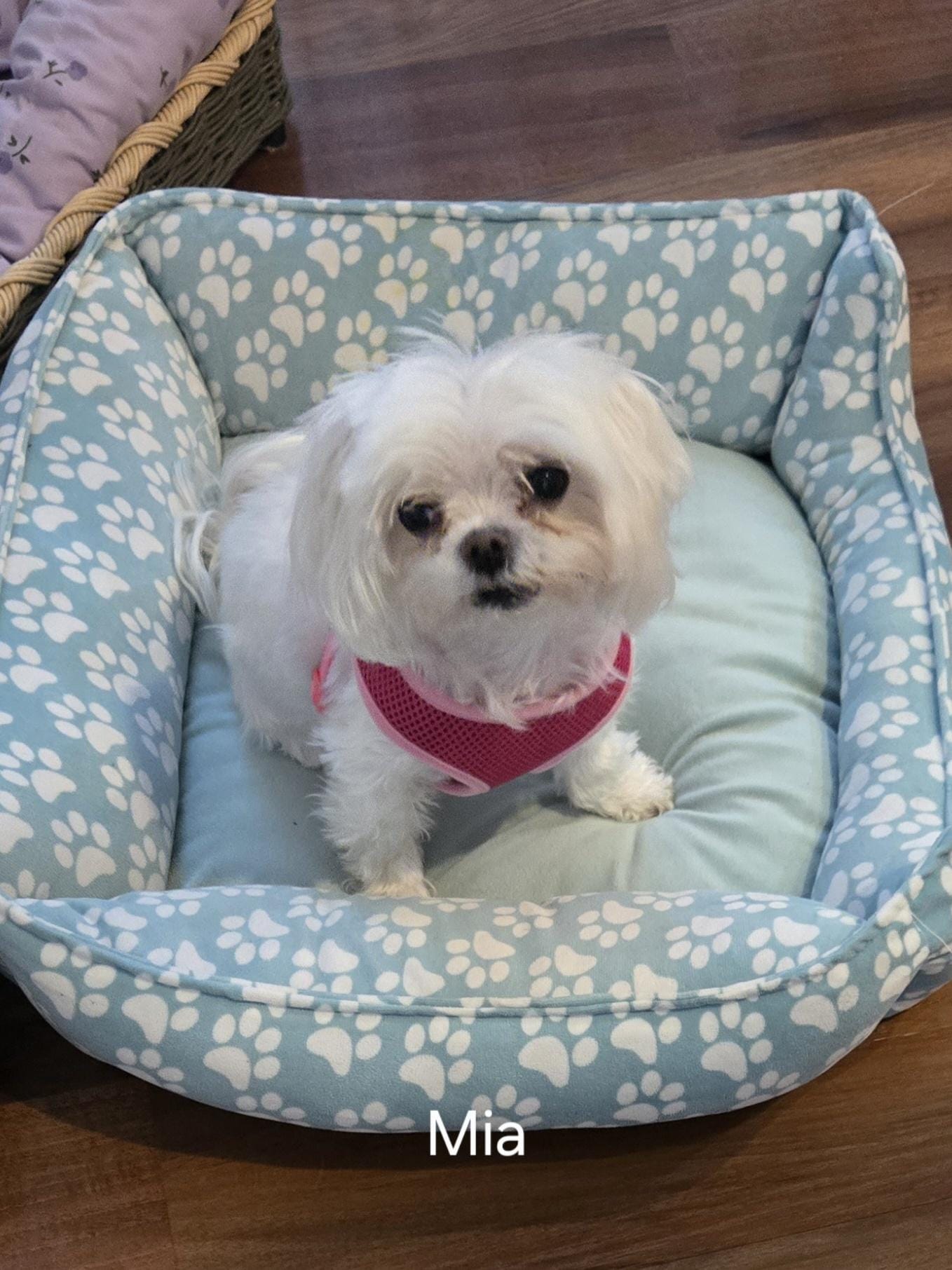 Adopt Simon & Mia (VA bonded pair in hospice) Today - Find Paw Pal