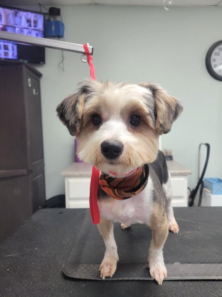 Adopt Benji Today - Pets TheCountyOffice