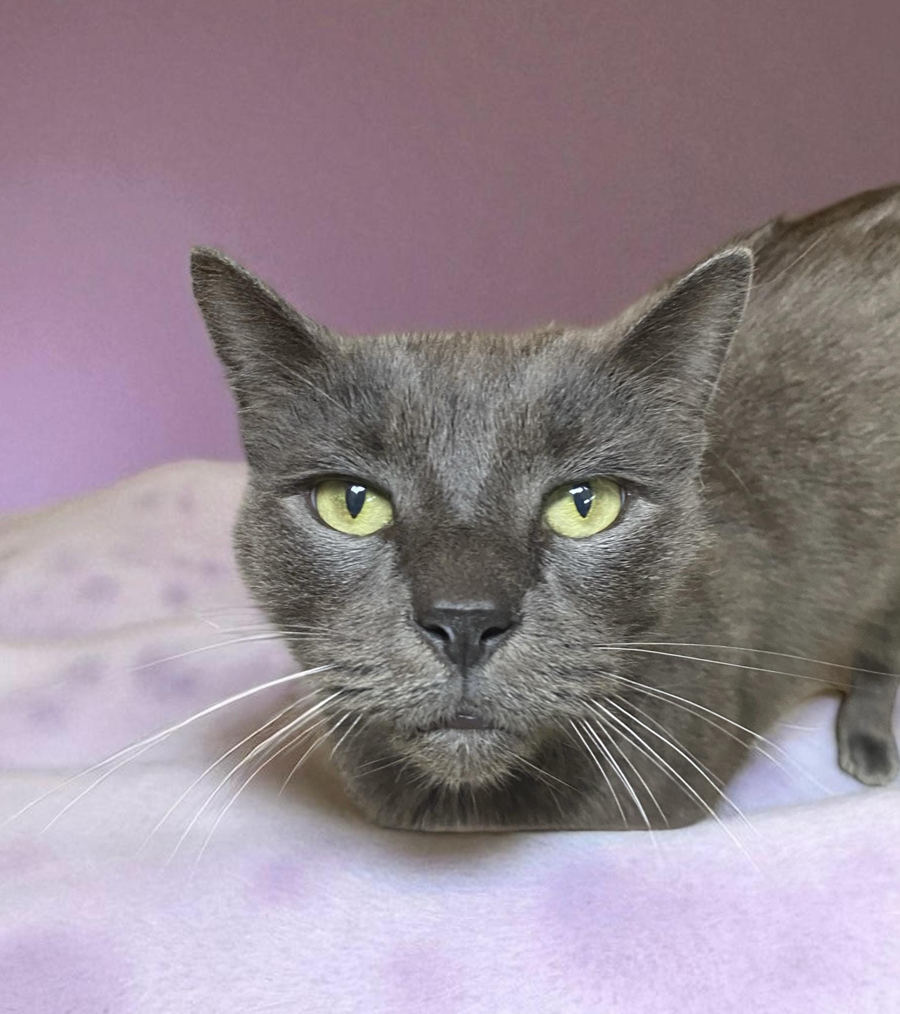 Friendship Animal Protective League in Elyria, OH - Find Paw Pal