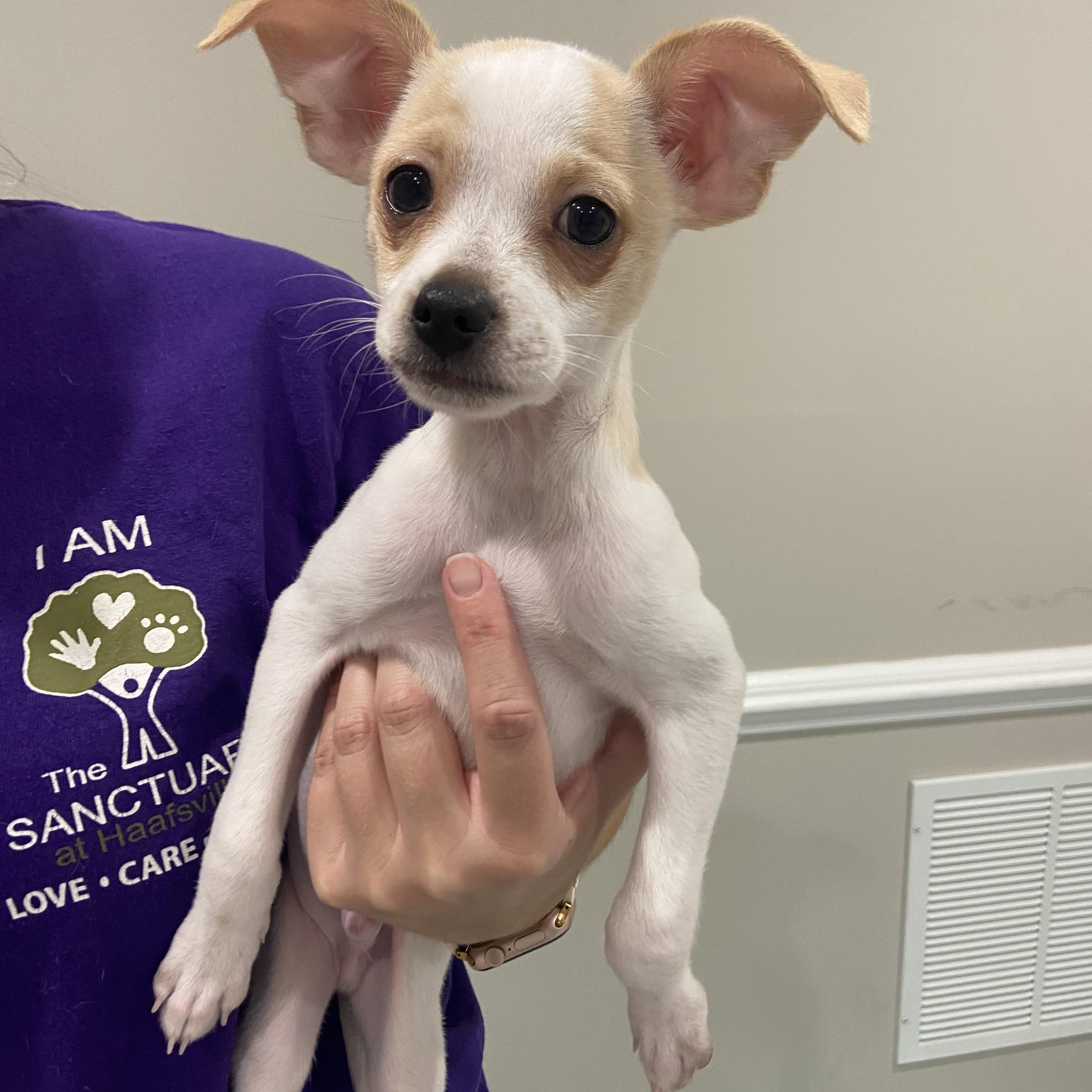 Adopt Mason Today - Pets TheCountyOffice