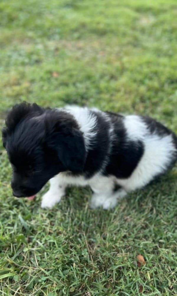 Adopt Potatoes Spud Today Pets Thecountyoffice