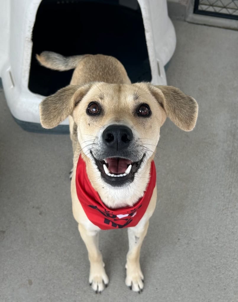 Adopt Dove Bronzewing Today - Find Paw Pal