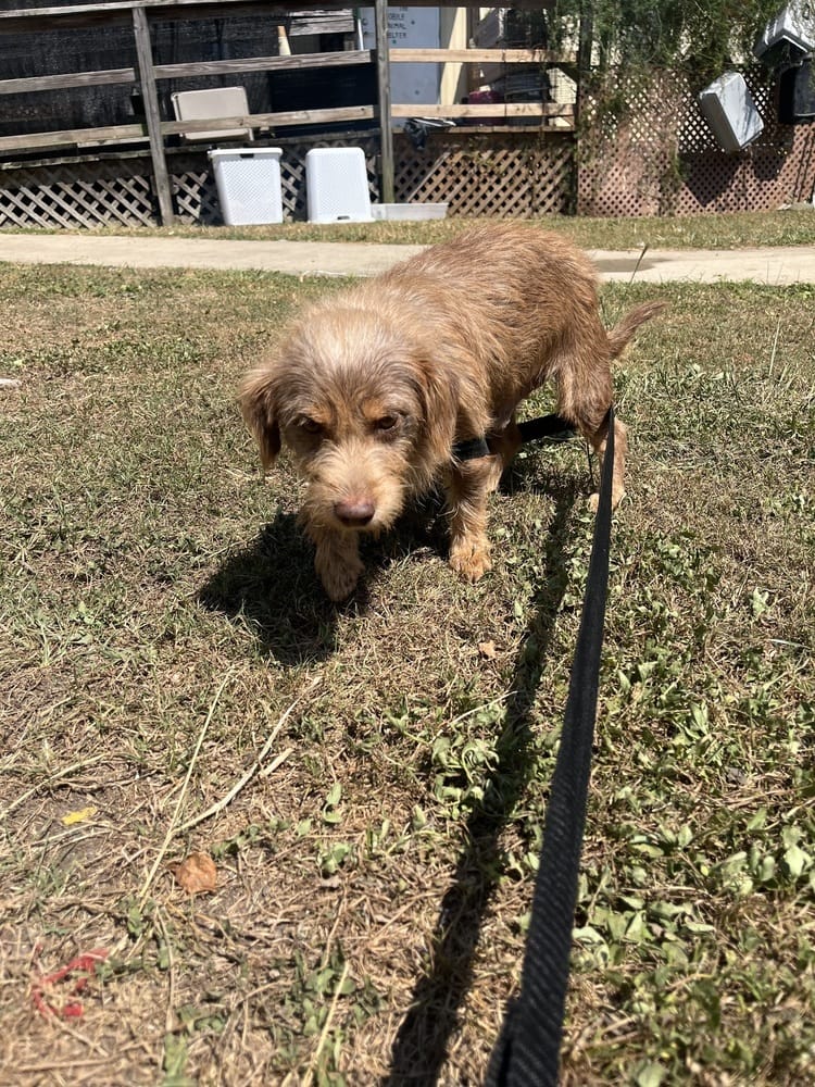 Adopt Mr. Scruff Today - Pets TheCountyOffice