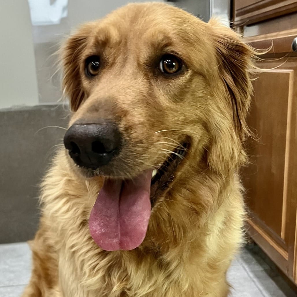 Adopt Mabel Today - Pets TheCountyOffice