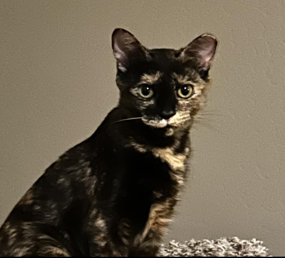 Adopt Poppy Lou Today - Find Paw Pal