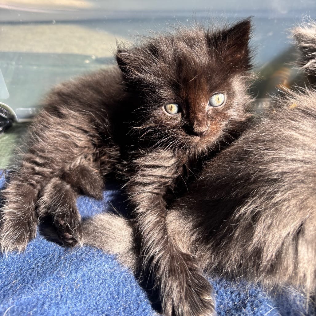 Adopt Coal (Fire Litter) Today - Find Paw Pal