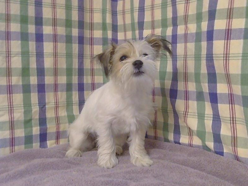 Adopt PIXIE Today - Pets TheCountyOffice