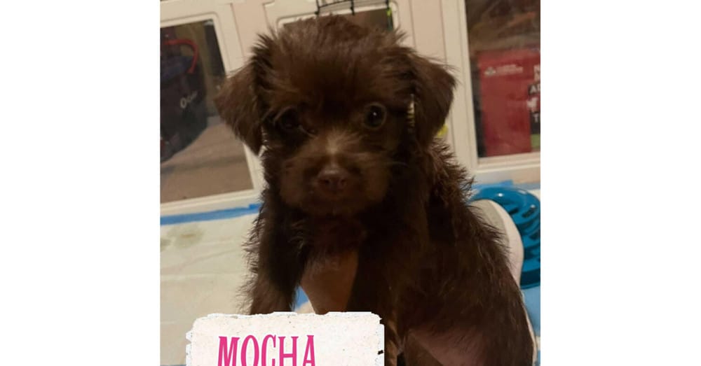 Adopt Mocha Today - Pets TheCountyOffice