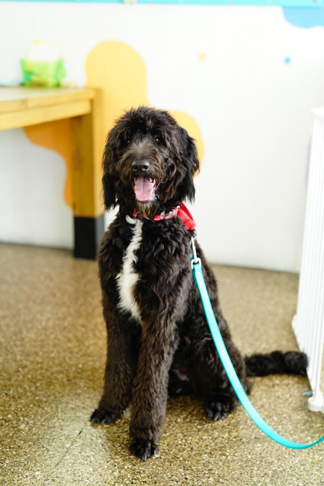 Adopt Bentley Today - Pets TheCountyOffice