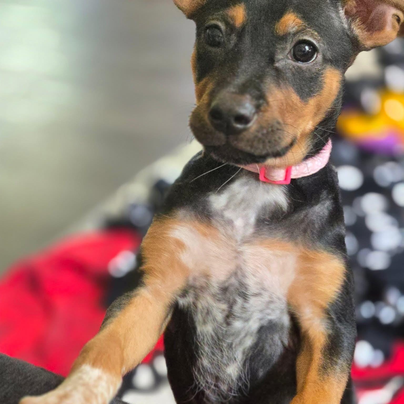 Adopt Penelope the mixed breed puppy Today - Find Paw Pal