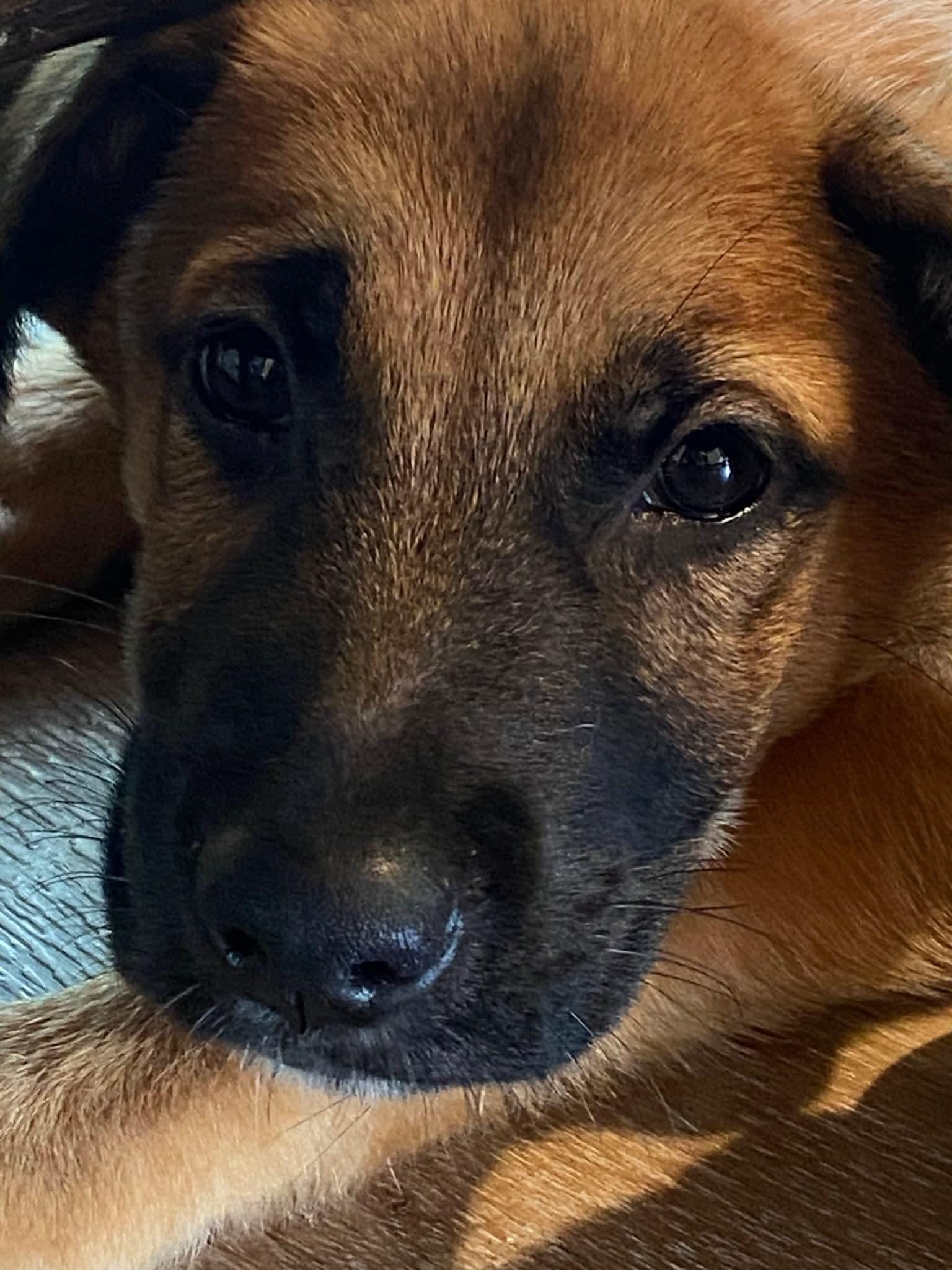 Adopt Toby the Shepherd Mix Puppy Today - Find Paw Pal