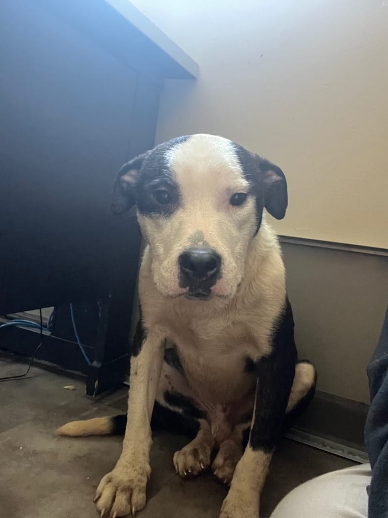 Adopt Courage the Cowardly dog Today - Find Paw Pal