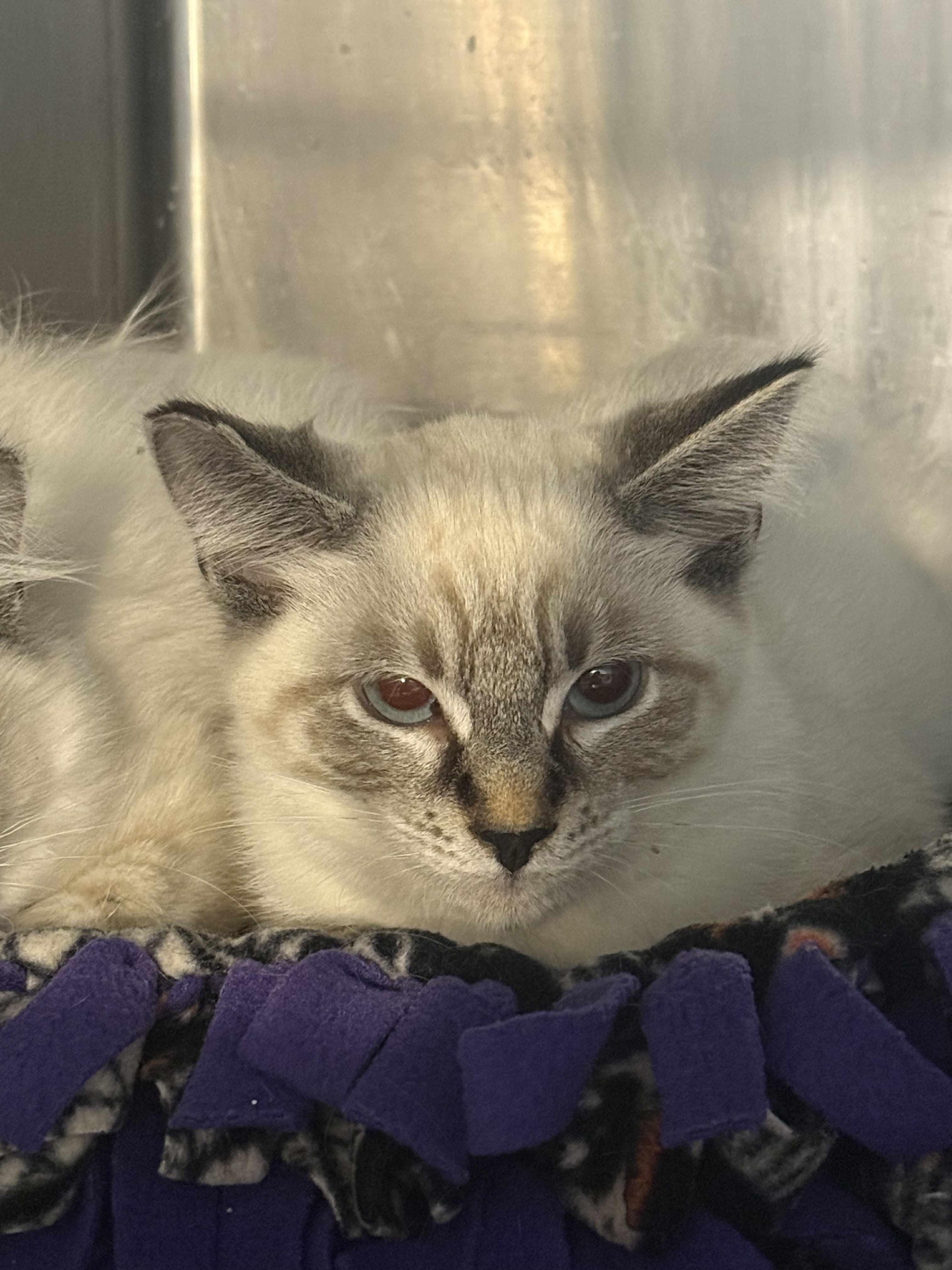 Adopt Fluffkins Today - Find Paw Pal
