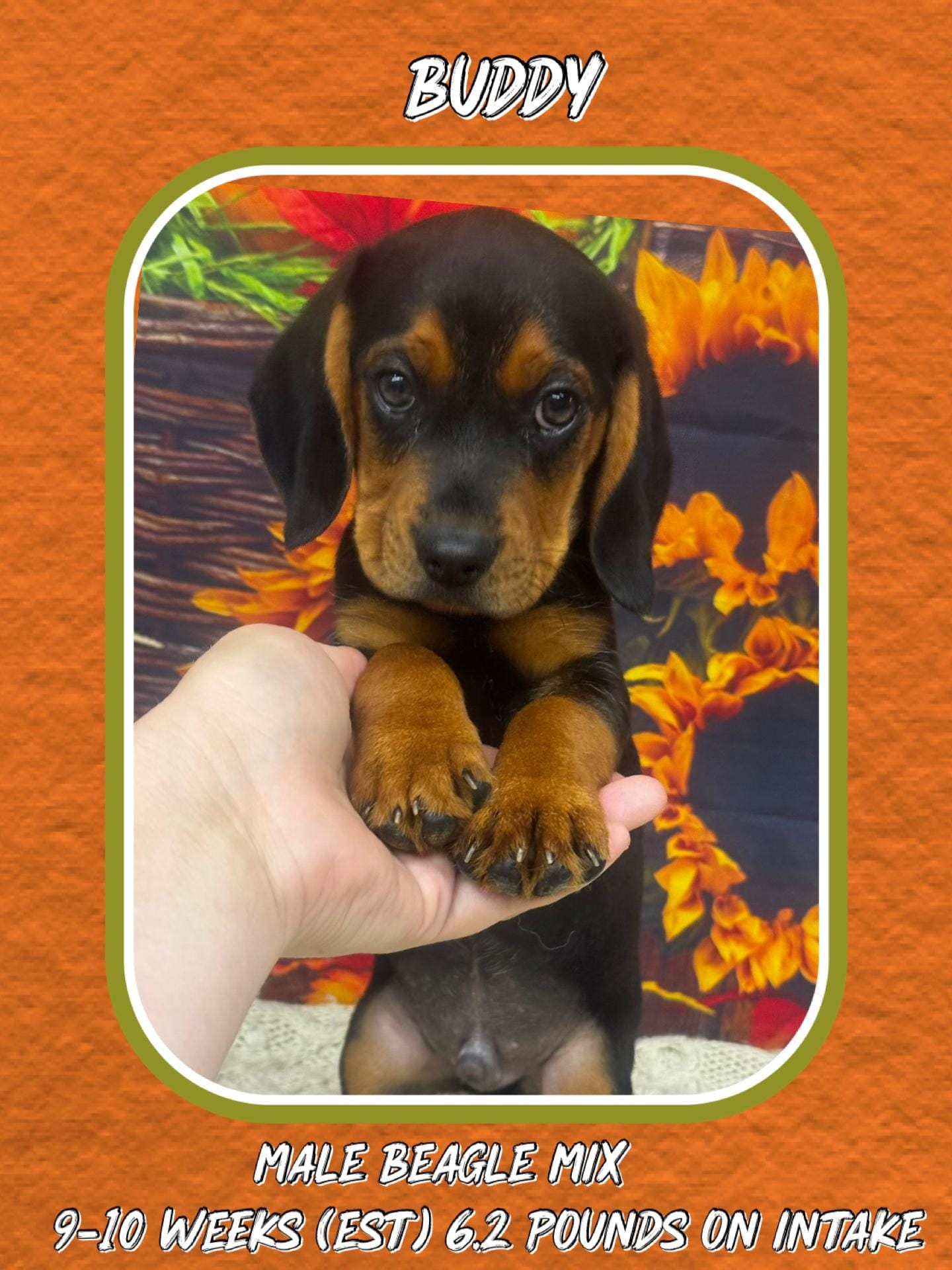 Adopt Buddy Today - Pets TheCountyOffice