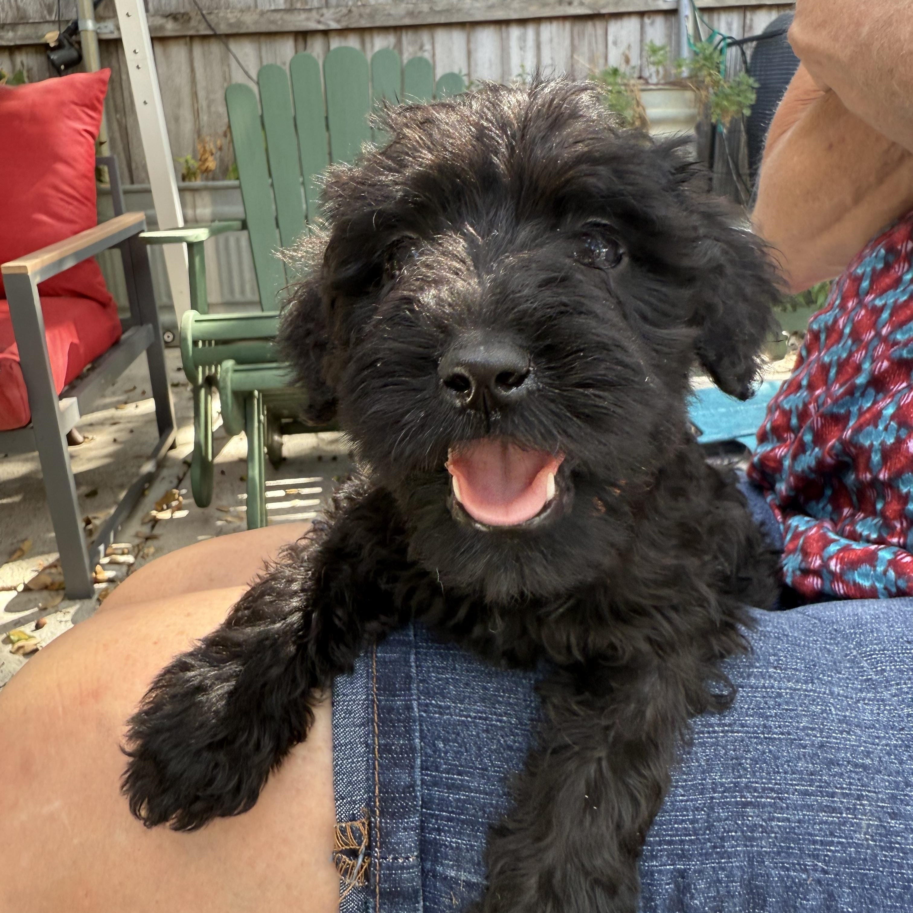Adopt Schnoodles Seven- 4 girls 3 boys Today - Find Paw Pal