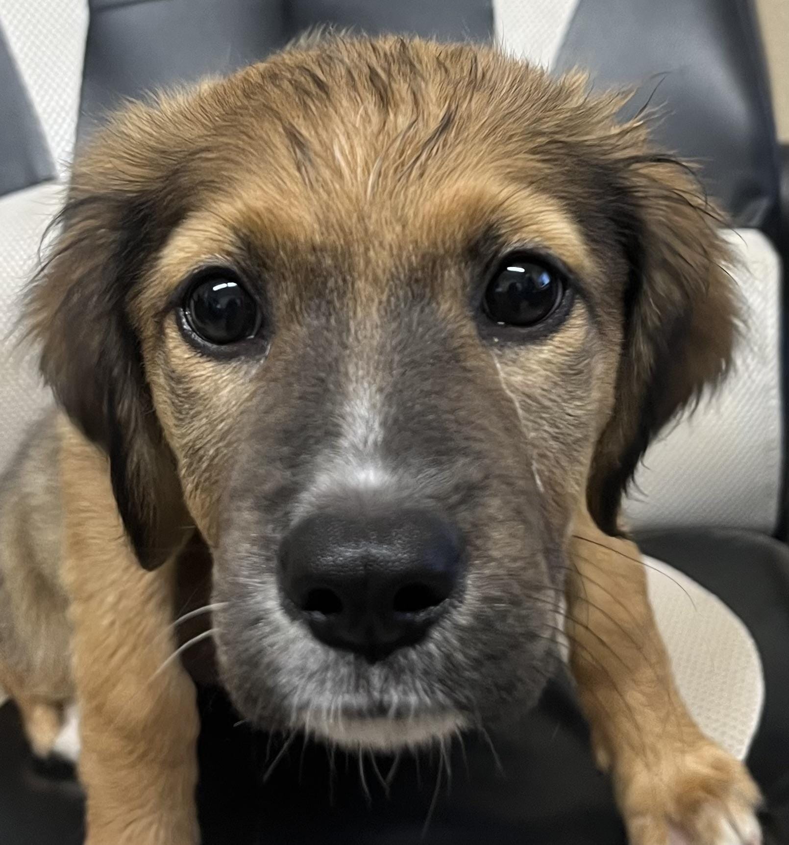 Adopt Clair, Very Cute little fuzzy Aussie mix girl ! 4m old, 12 lbs ...