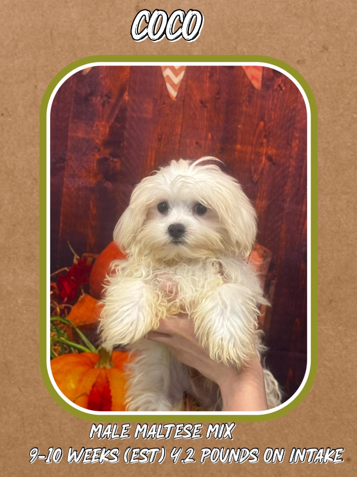 Adopt Coco Today - Pets TheCountyOffice