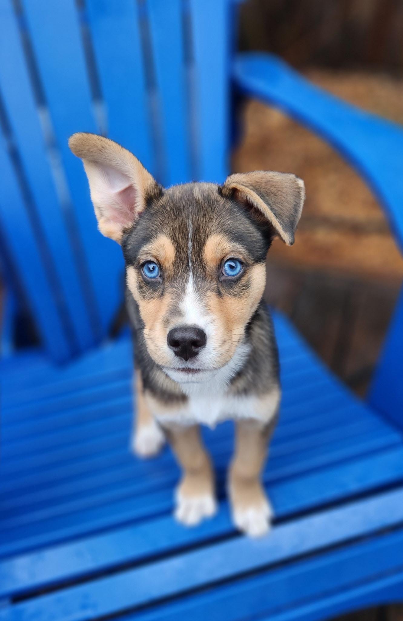 Adopt Flannery Today - Pets TheCountyOffice