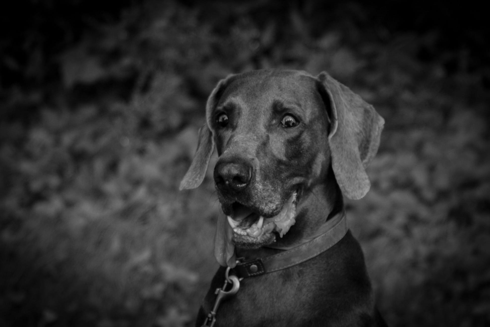 Adopt Noah Kahan Today - Pets TheCountyOffice