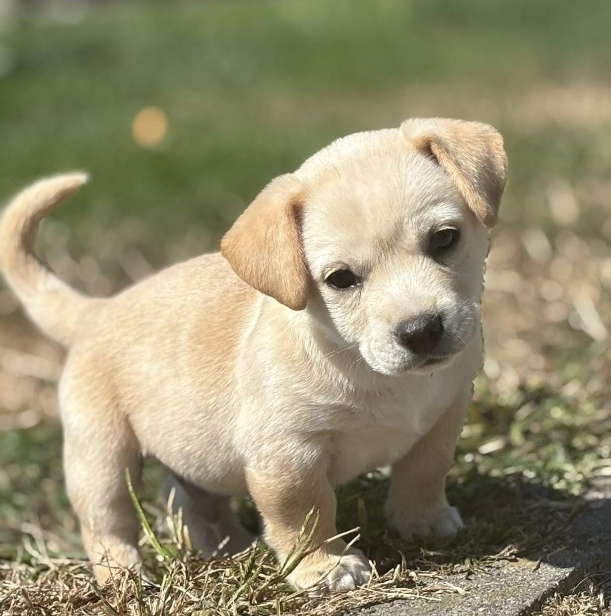 Adopt Frank Jr Jr Today - Pets TheCountyOffice