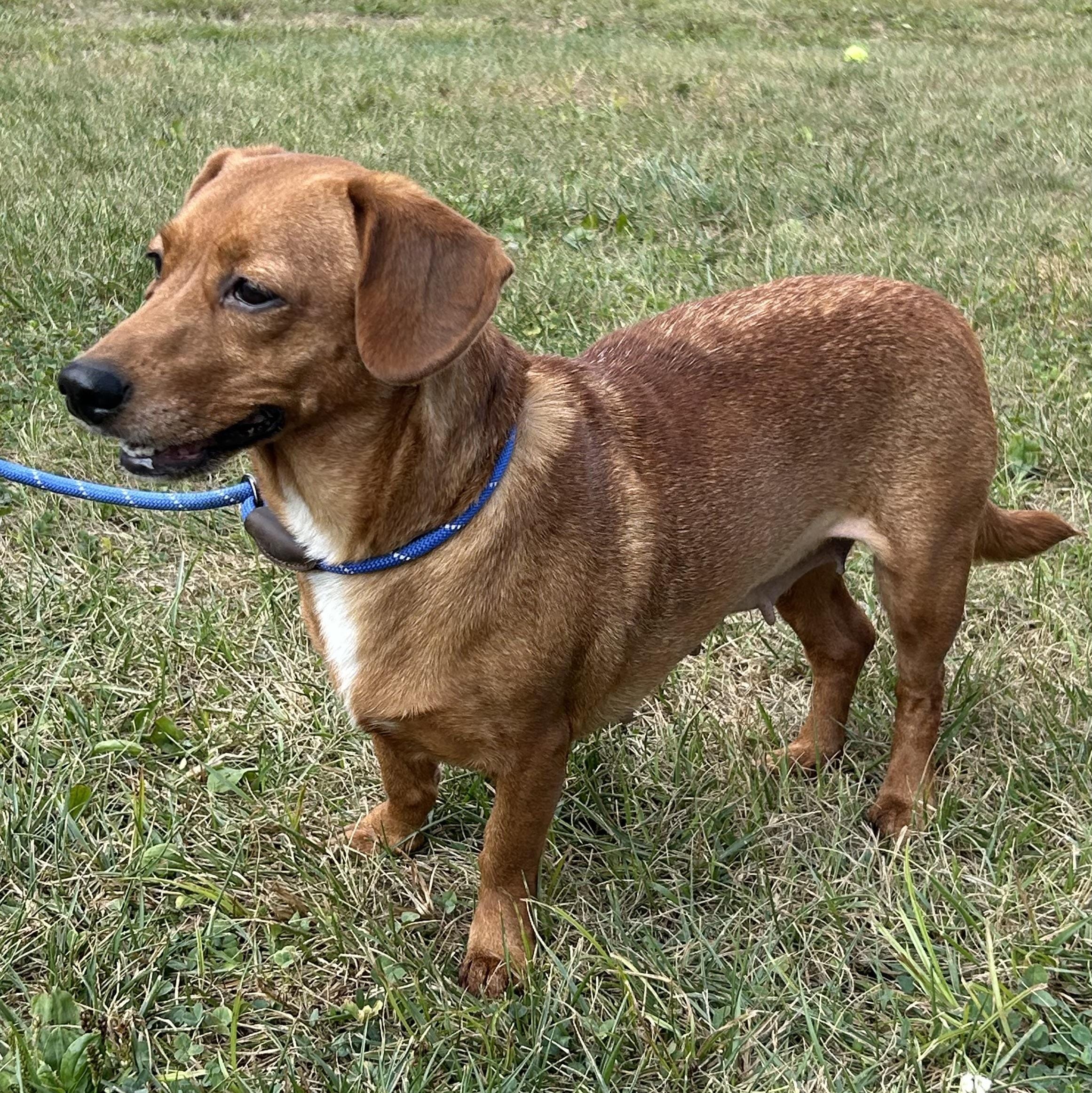 Adopt Layla Today - Pets TheCountyOffice