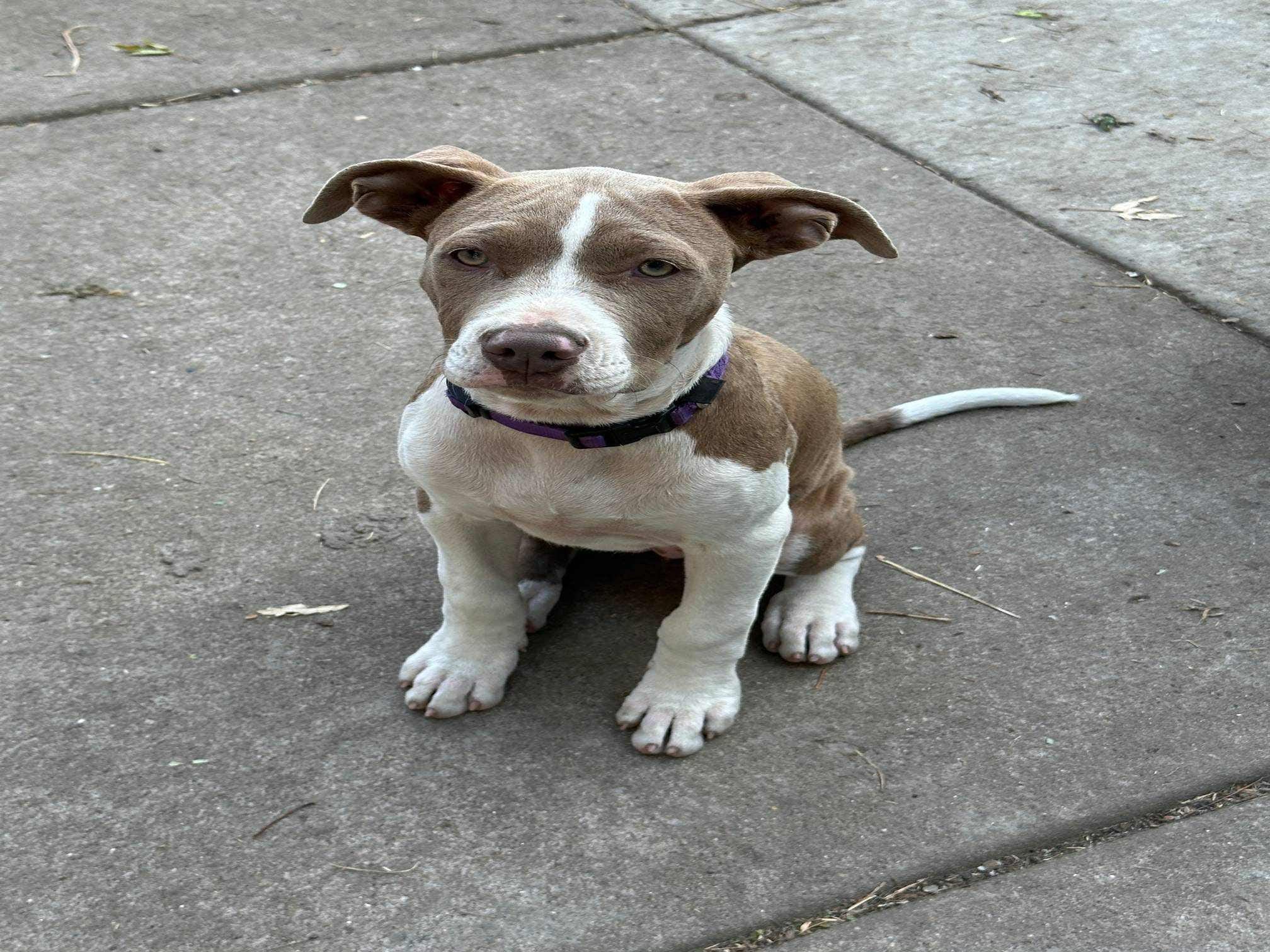 Adopt Mina (in a FOSTER home) Today - Find Paw Pal