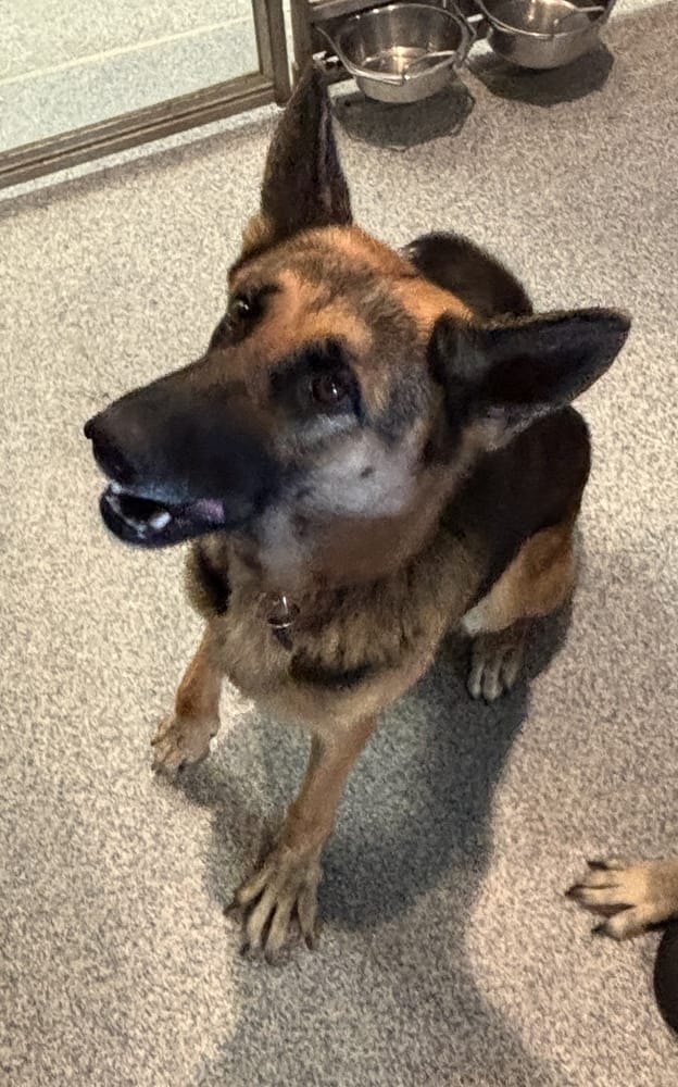 Adopt Layla Today - Pets TheCountyOffice