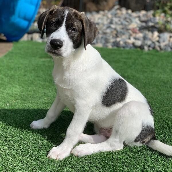 Adopt Muffin Breakfast Bunch Today - Pets TheCountyOffice