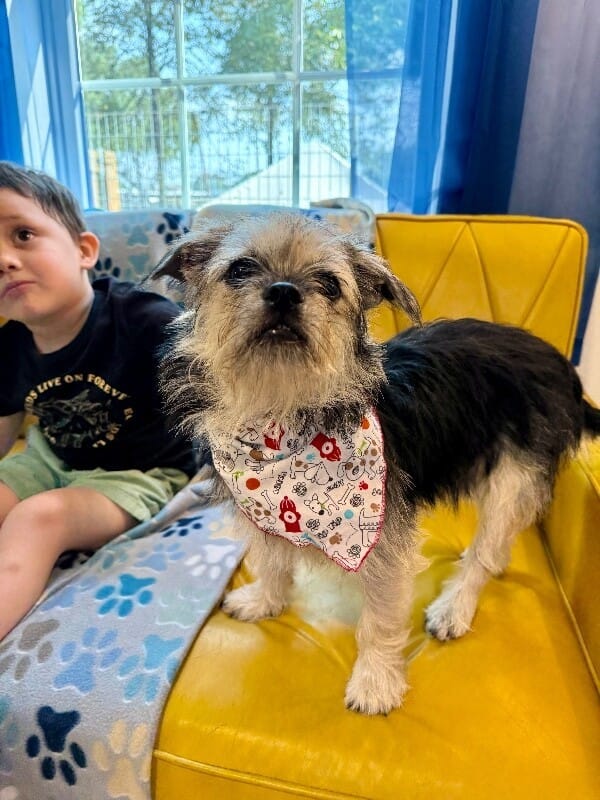 Adopt Scruffy The Kid Lover Today - Pets TheCountyOffice