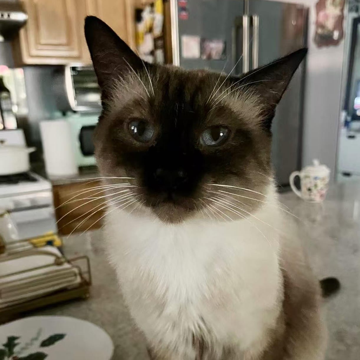 Adopt Jimmy Today - Pets TheCountyOffice