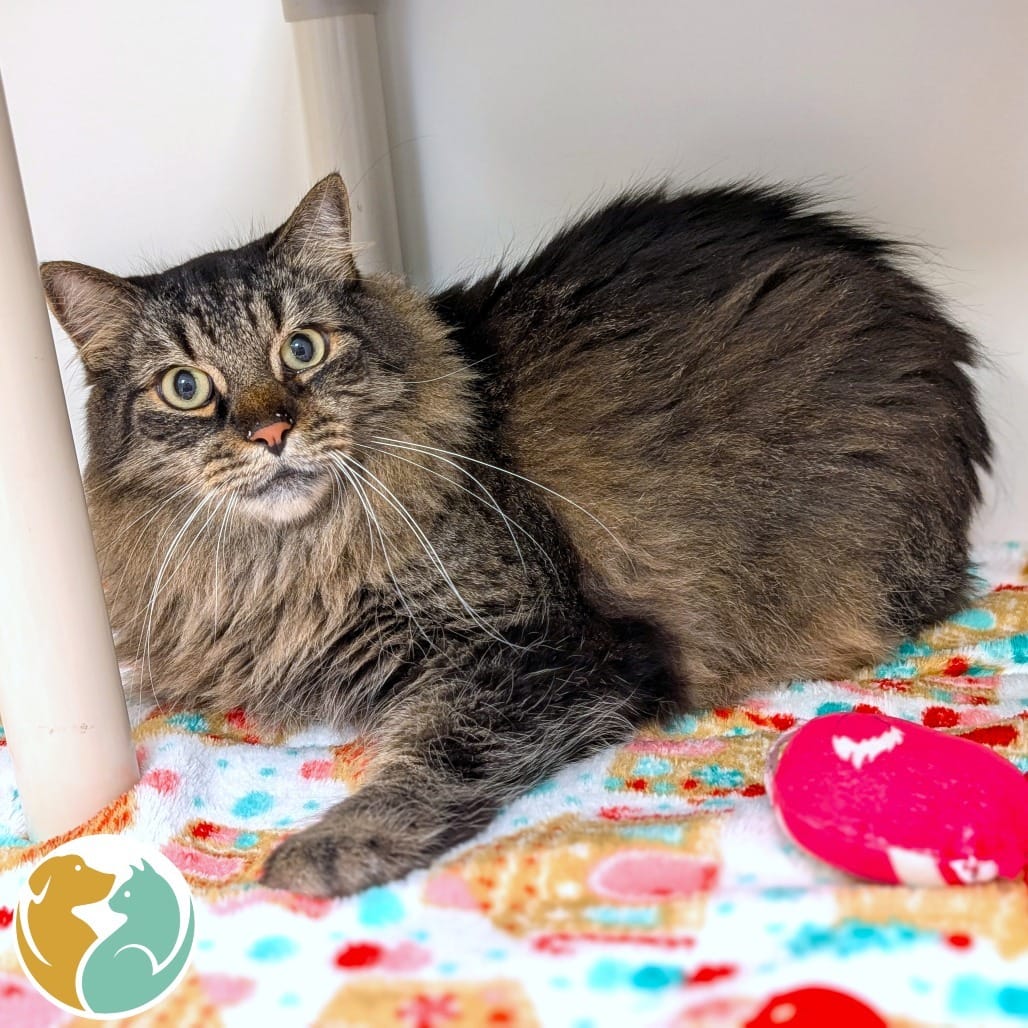 Adopt Scar Today - Pets TheCountyOffice