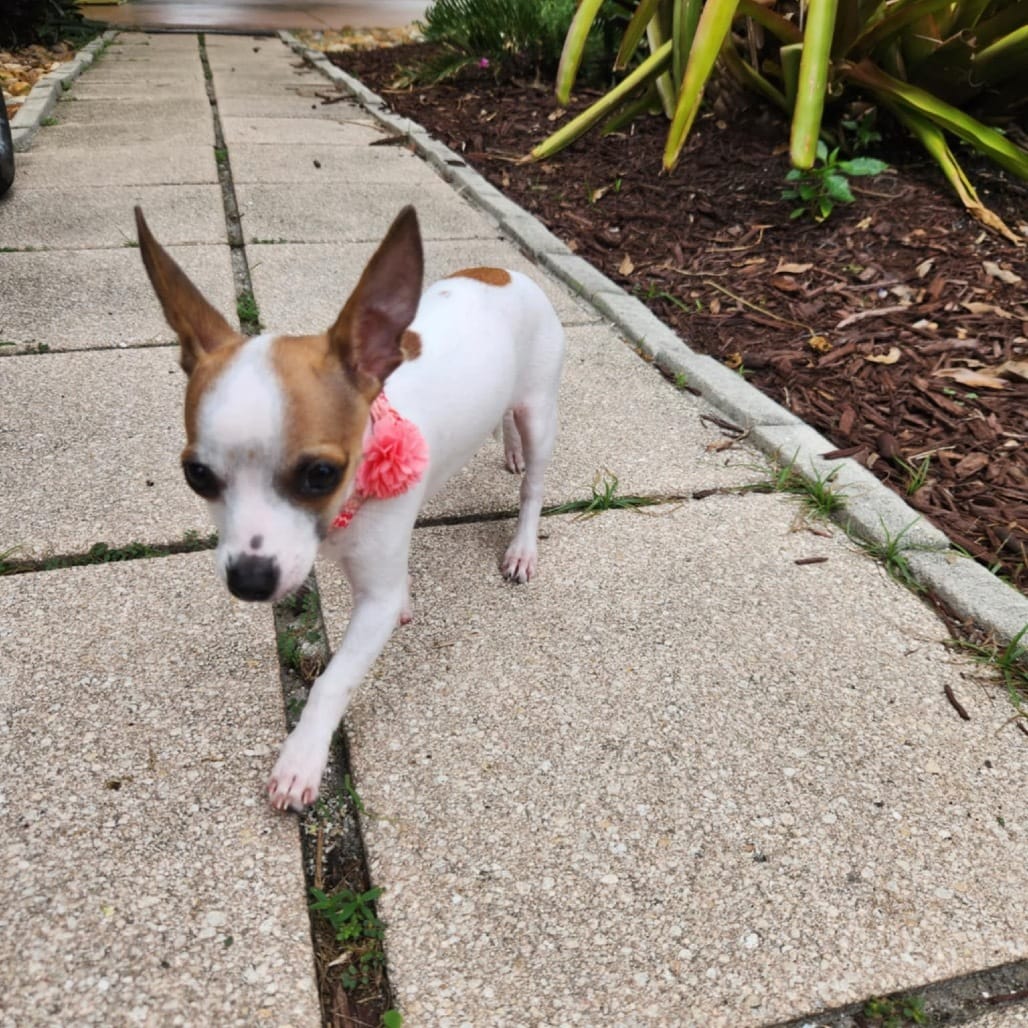 Adopt Tinker Today - Pets TheCountyOffice